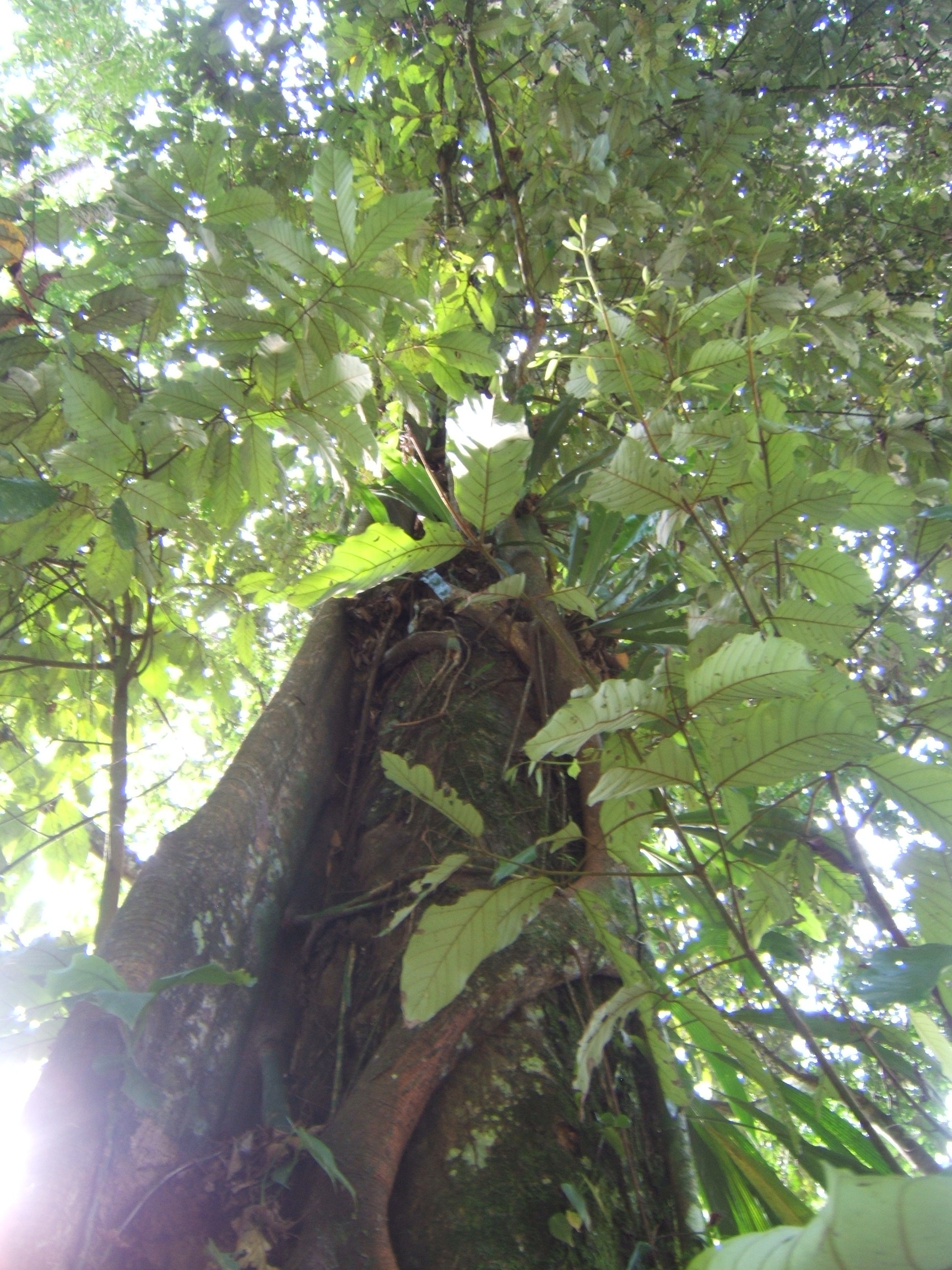 Caryodaphnopsis cogolloi