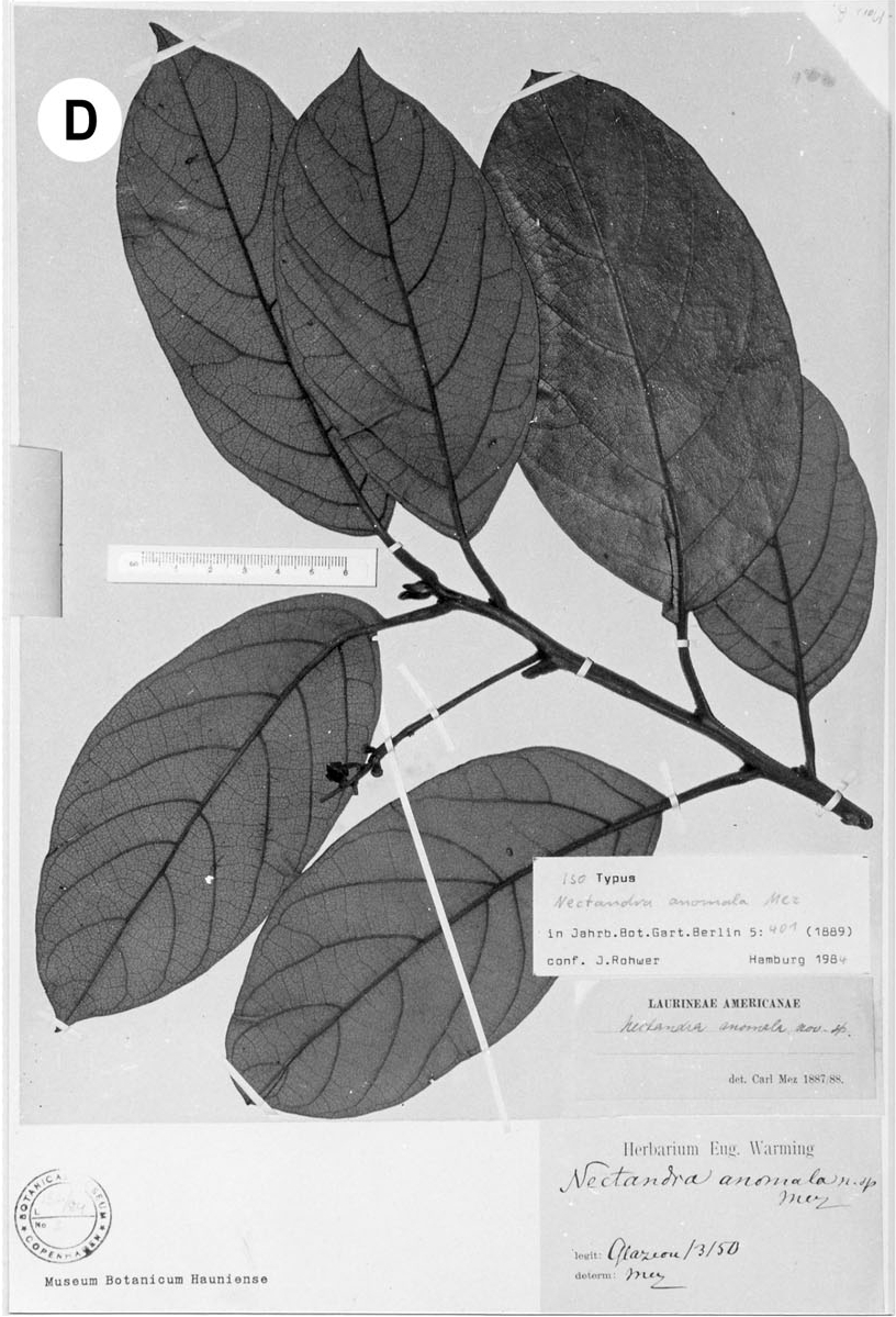 Rhodostemonodaphne anomala