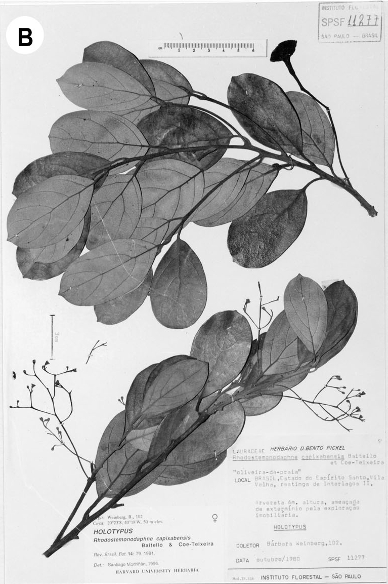 Rhodostemonodaphne capixabensis