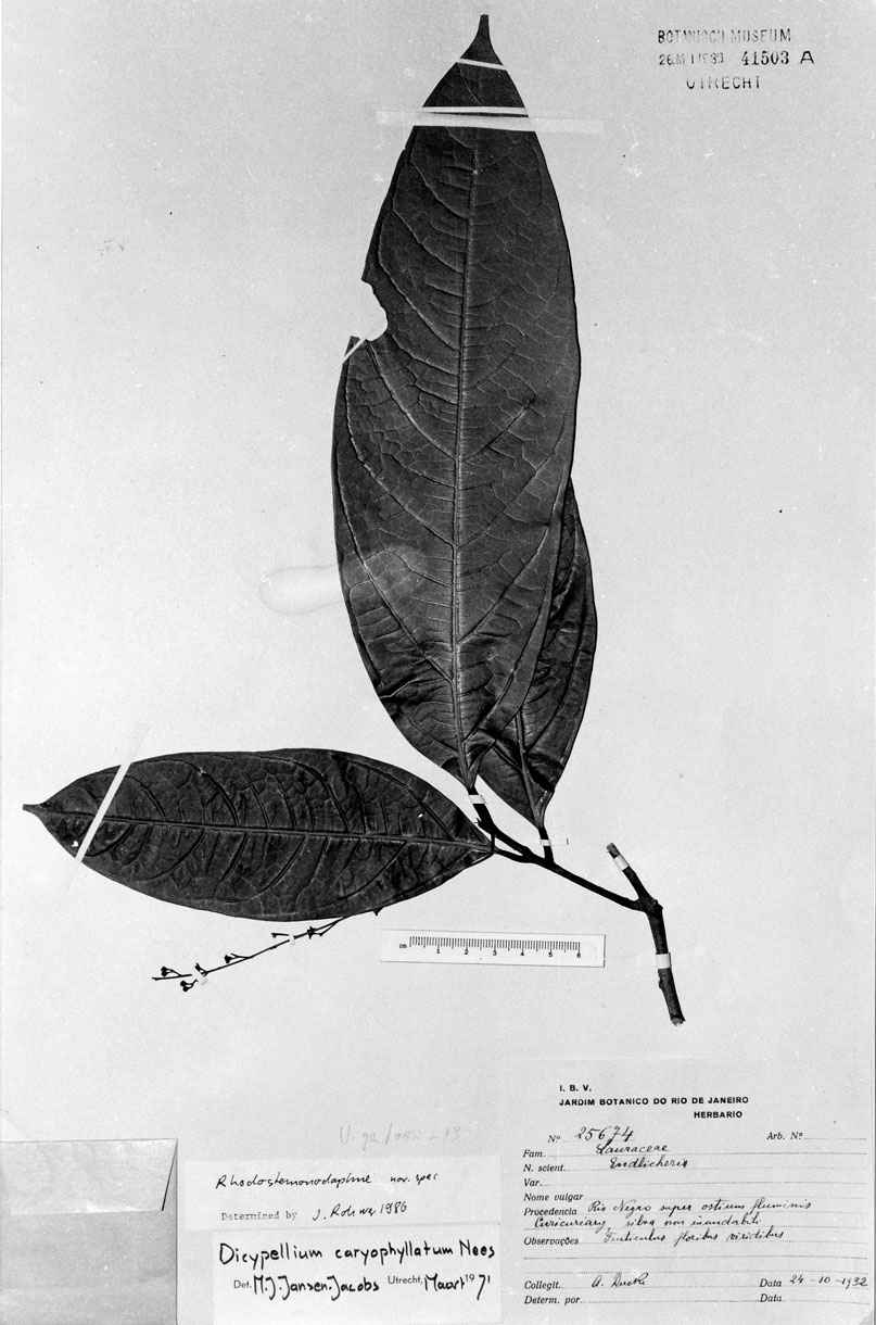 Rhodostemonodaphne curicuriariensis