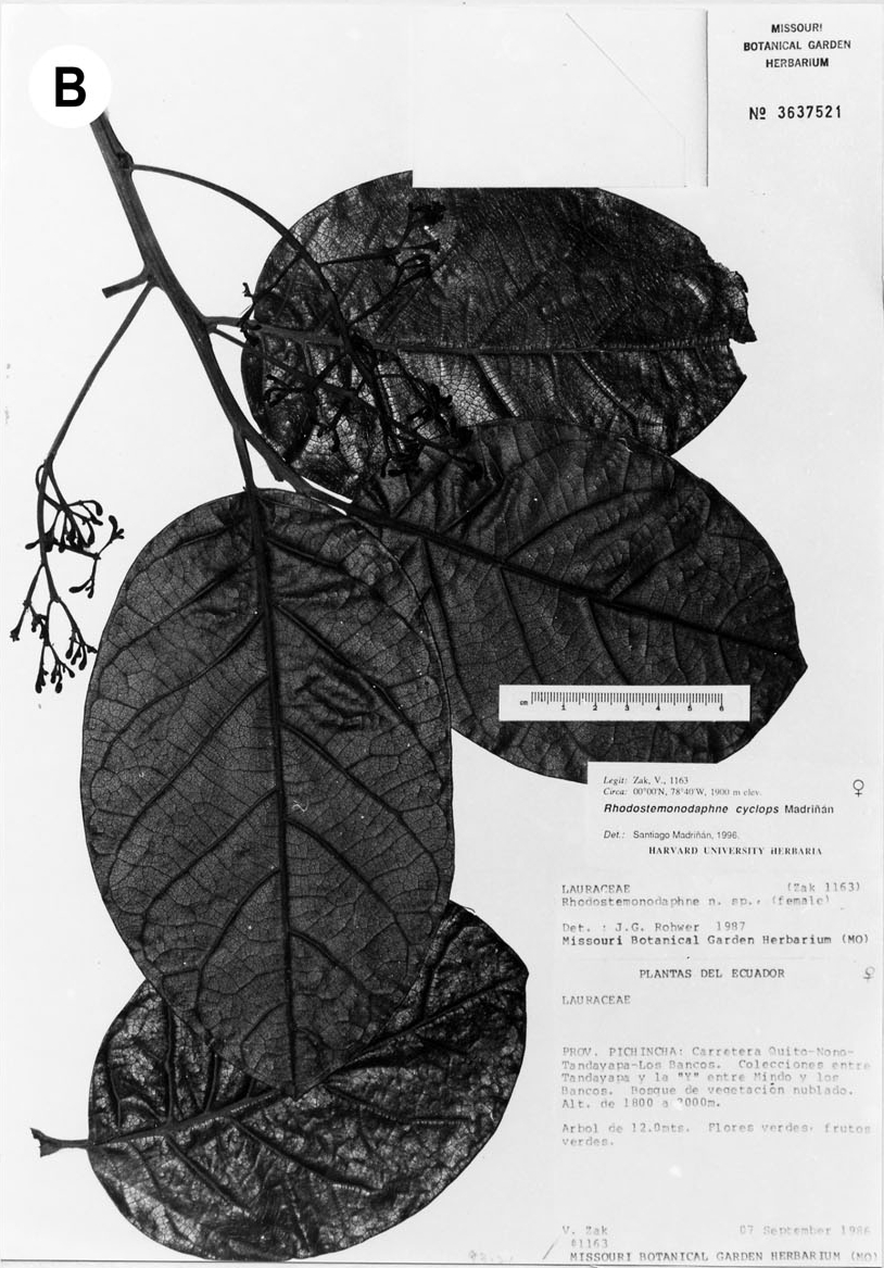 Rhodostemonodaphne cyclops