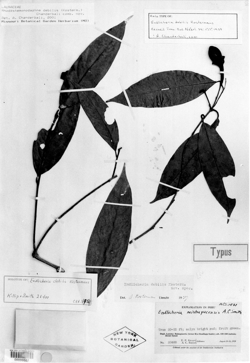 Rhodostemonodaphne debilis