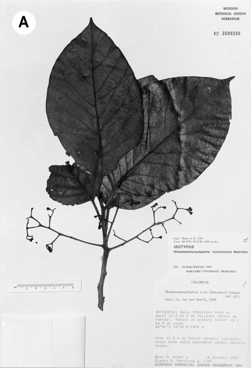 Rhodostemonodaphne frontinensis