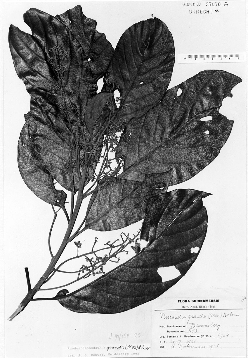 Rhodostemonodaphne grandis