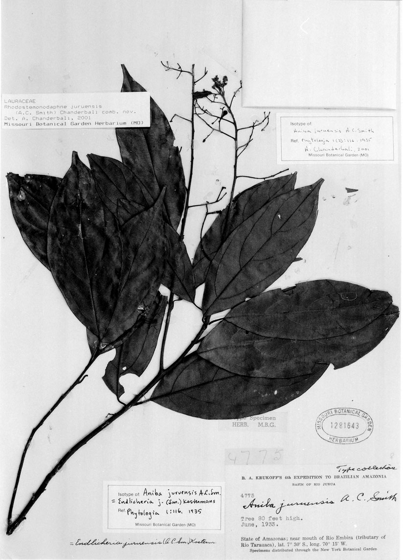 Rhodostemonodaphne juruensis