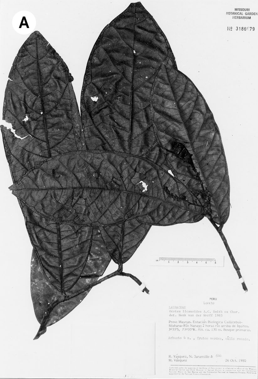 Rhodostemonodaphne licanioides