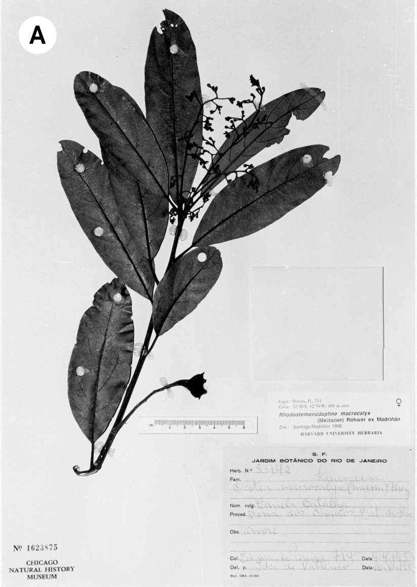 Rhodostemonodaphne macrocalyx