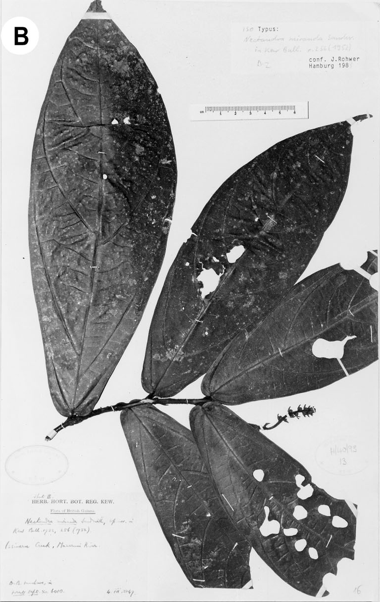 Rhodostemonodaphne miranda