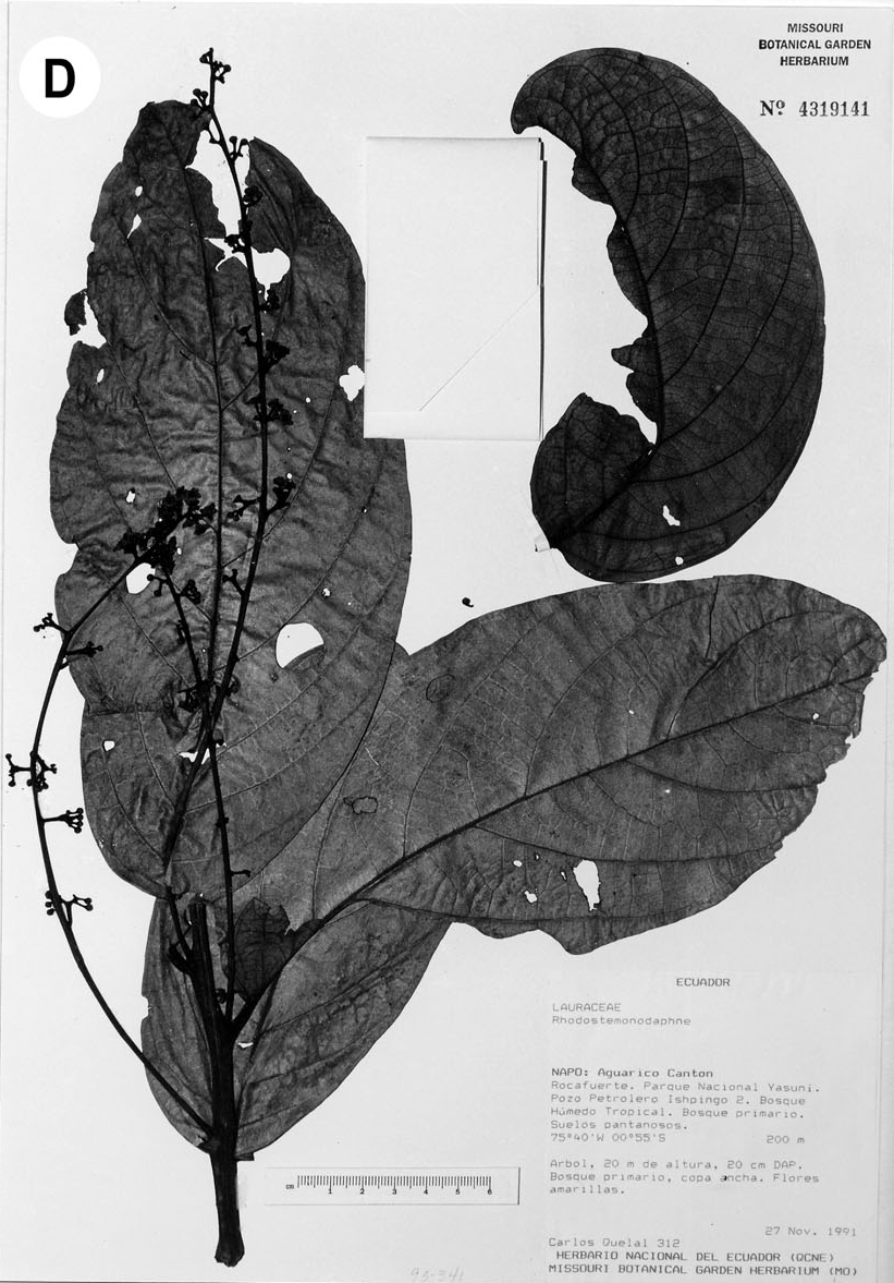 Rhodostemonodaphne napoensis