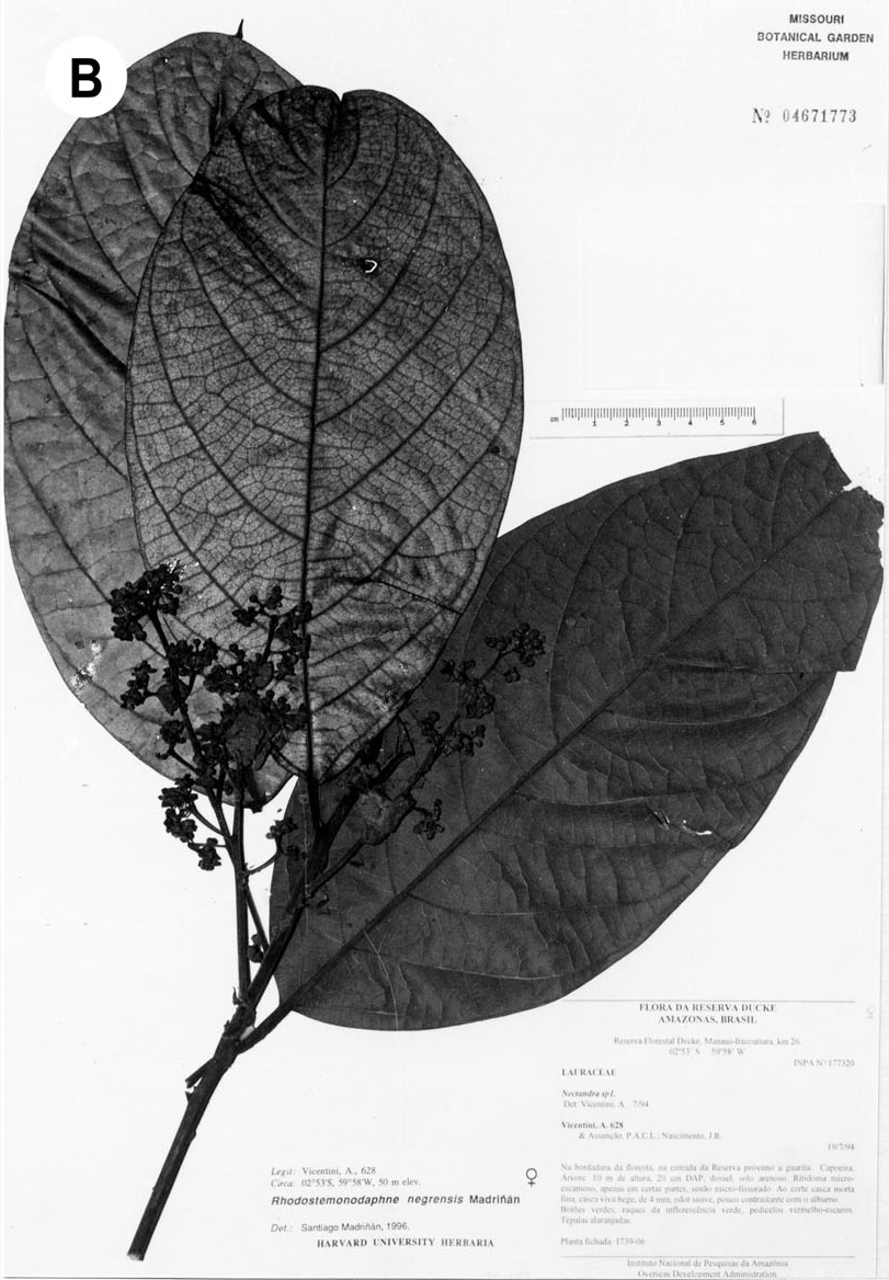 Rhodostemonodaphne negrensis