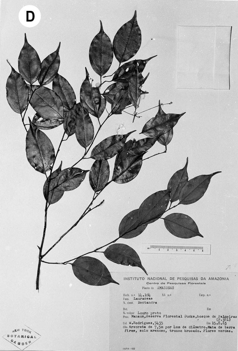 Rhodostemonodaphne parvifolia