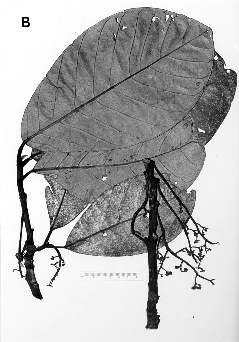 Rhodostemonodaphne penduliflora