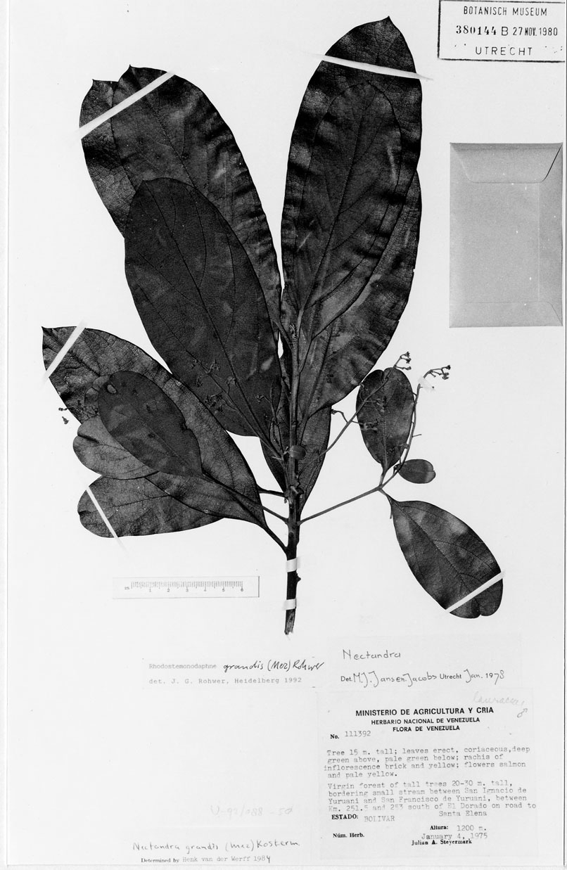 Rhodostemonodaphne praeclara