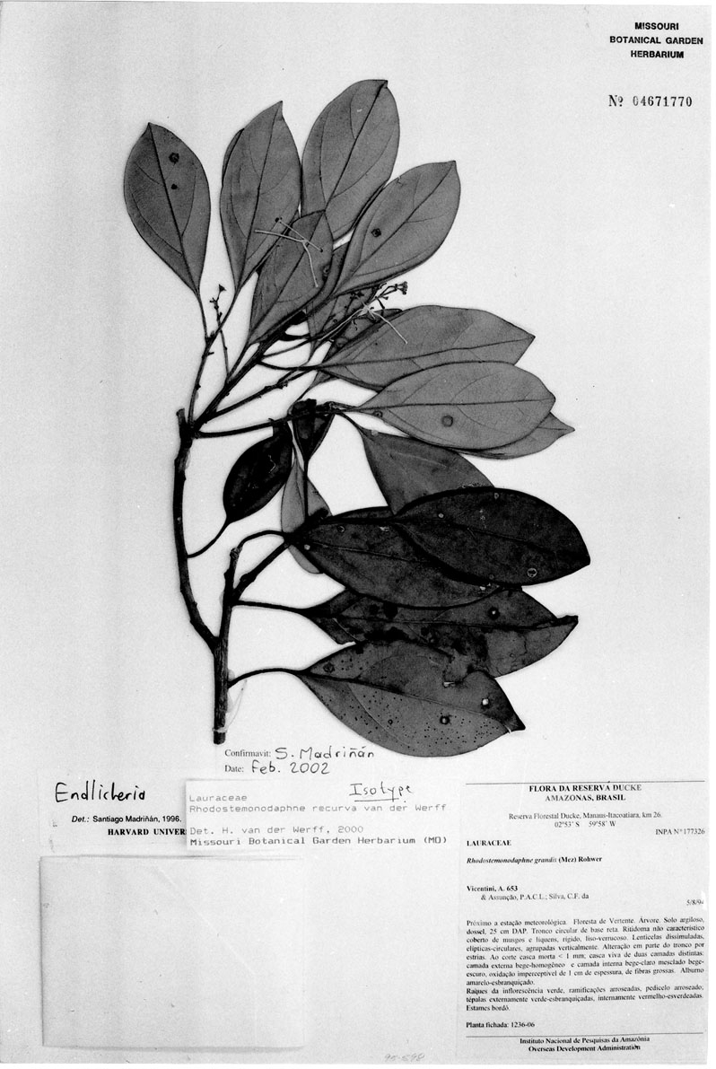 Rhodostemonodaphne recurva