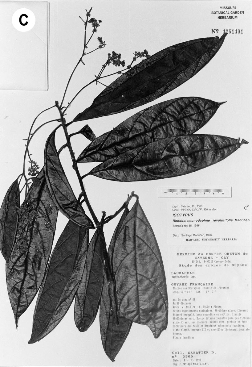 Rhodostemonodaphne revolutifolia