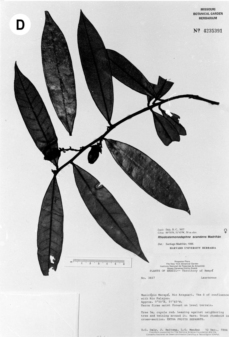 Rhodostemonodaphne scandens