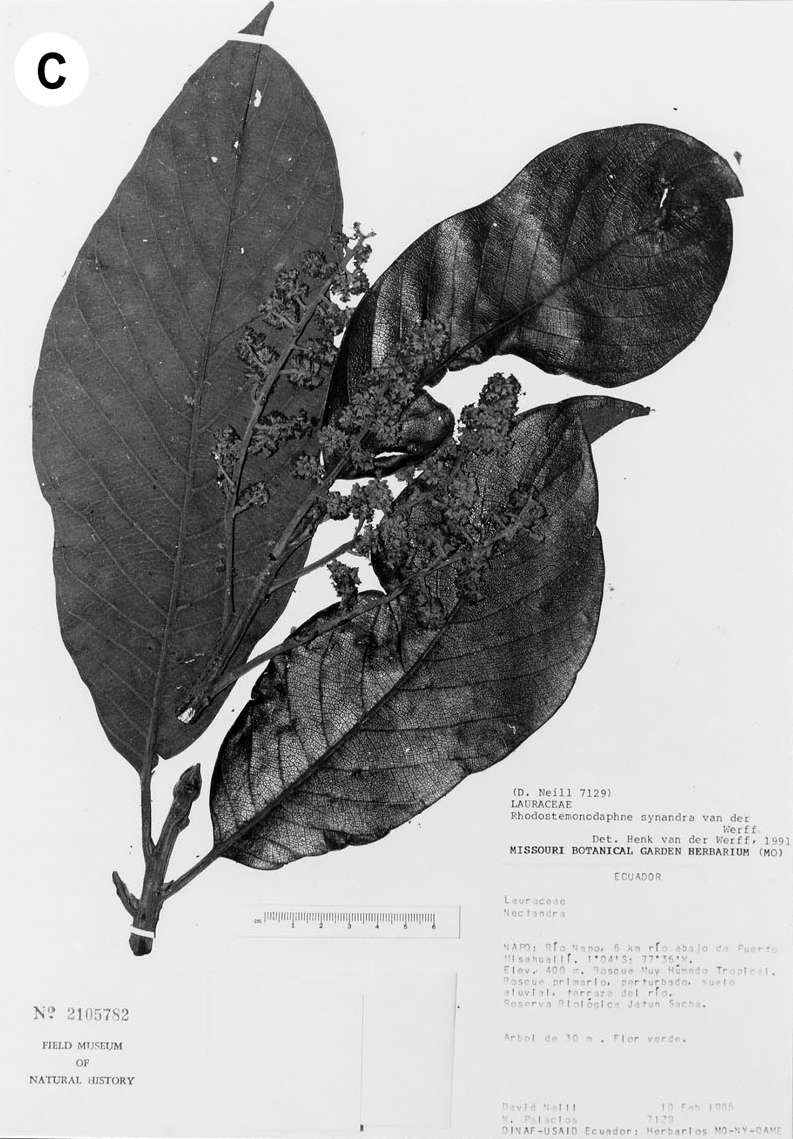 Rhodostemonodaphne synandra