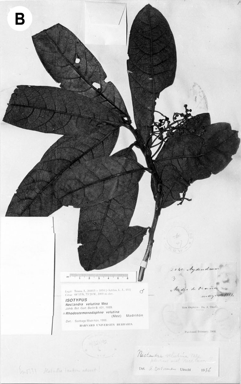 Rhodostemonodaphne velutina